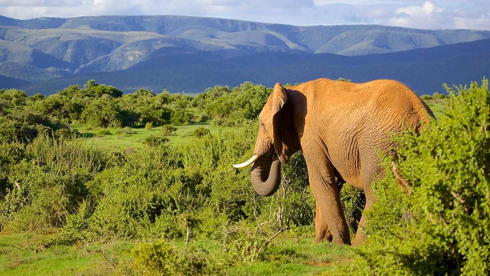 Addo Elephant National Park - Xpat Journeys